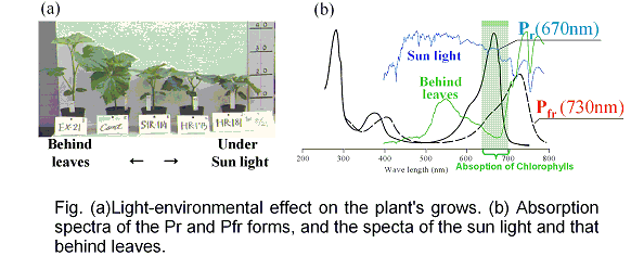 Structure of Phytochromobilin in P r and P fr forms